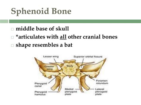 Ppt Skeletal System Part 2 The Axial Skeleton Powerpoint Presentation