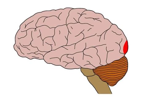 Functional Areas Of The Brain And Their Astonishing Capabilities