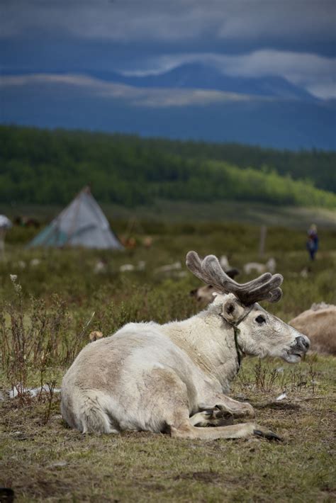 Хөвсгөл Дархадын хотгор Хорьдол сарьдаг Тайгын аялал 2025