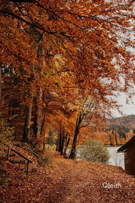 Serene Autumn Path Through A Forest