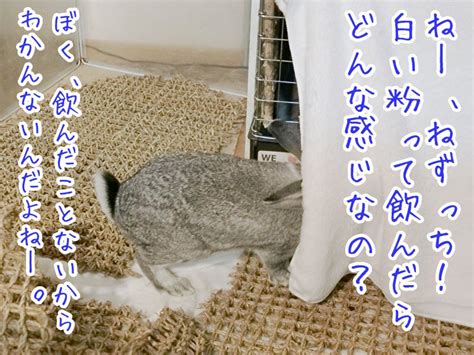 白い粉の力 うさぎのねずっち