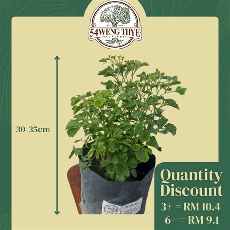 🌳polyscias Plant🌳 54 Weng Thye 🏡 Wholesale Discount Price For