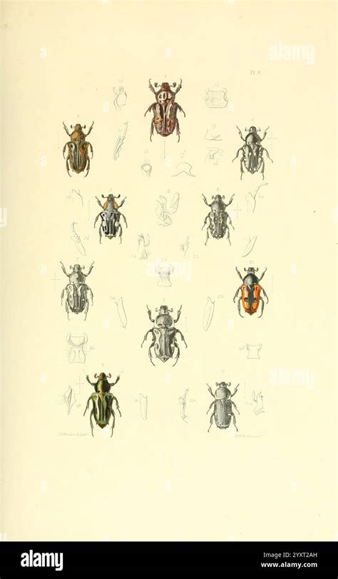 Thesaurus Entomologicus Oxoniensis Oxford At The Clarendon Press 1874