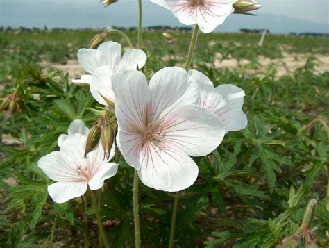 Geranium Clarkei Kashmir White Verschoor Horticulture