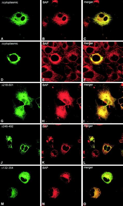 Luminal Deletion Constructs Are No Longer Excluded From The Nuclear
