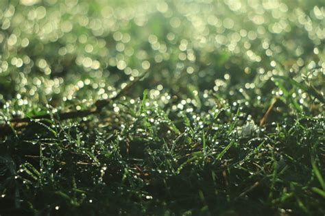 잔디의 녹색 테두리입니다 많은 이슬 방울이 자연에서 아침에 신선한 젖은 풀밭에서 햇볕에 빛나고 반짝입니다 0명에 대한 스톡 사진