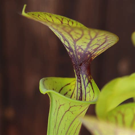 Sarracenis Flava Var Ornata