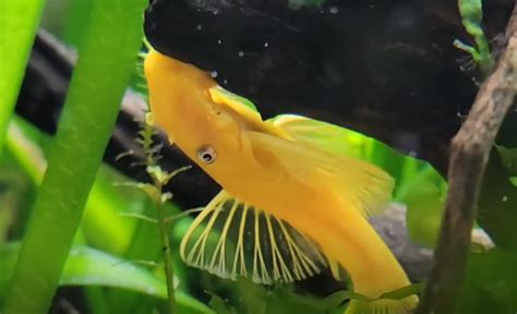 플레코 종류 안시롱핀 숏핀 차이 어항청소 물고기 먹이는 네이버 블로그