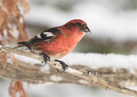 White Winged Crossbill Irruption Year Grand Traverse Regional Land