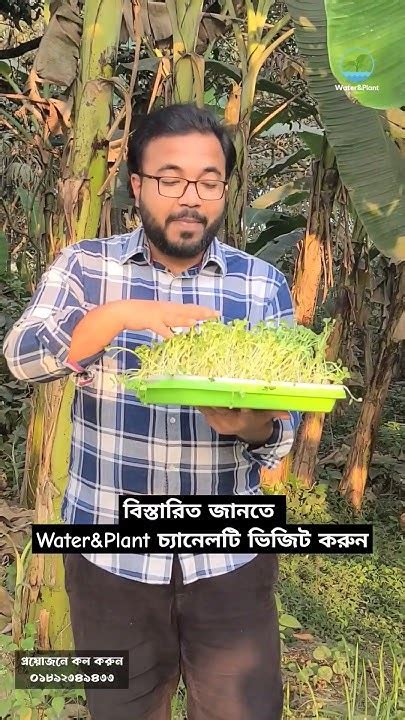 মাইক্রোগ্রিন হল বীজ থেকে সদ্য জন্মানো শাক সবজির ছোট চারা। Microgreens