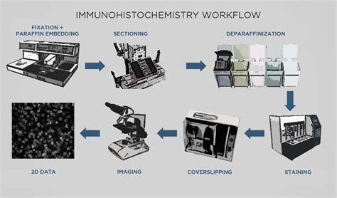 Immunohistochemistry Ihc Vs 3d Histology