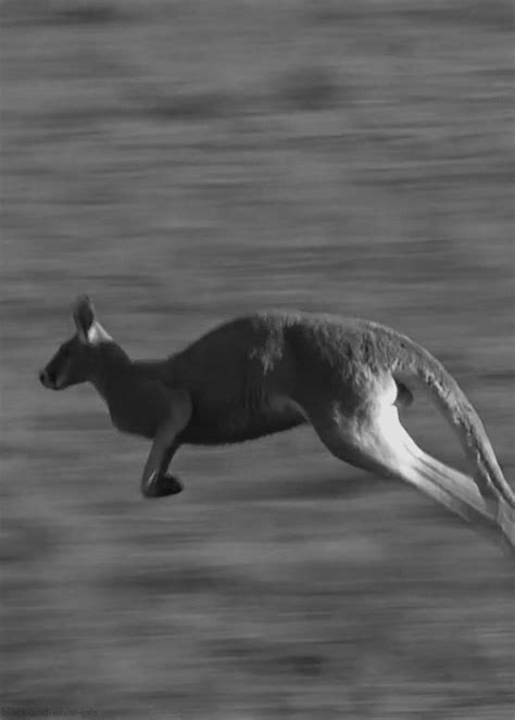 Kangaroo Hopping 