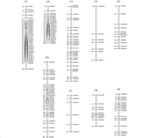 The Linkage Groups Of Cauliflower Constructed Using Ssr And Srap