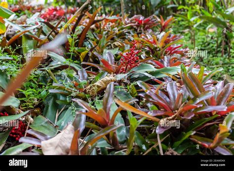 Aechmea Caudata Lindm On Tree Branch Stock Photo Alamy