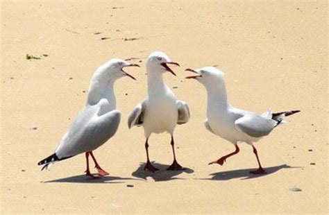 ФОТОПОЗИТИВ ПТИЦЫ