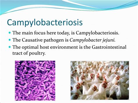 Campylobacteriosis How Safe Is Your Chicken Ppt Download
