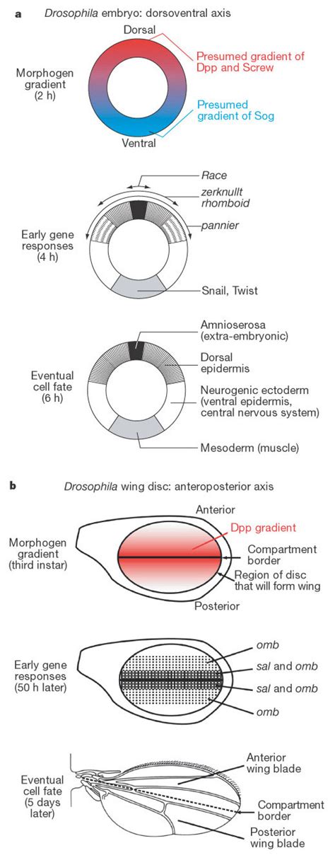 Morphogen Action During Development In Drosophila A Diagrams Of Download Scientific Diagram