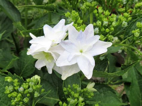 シチダンカヤマアジサイ 山野草植物めぐり