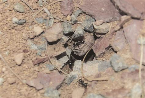 Carpenter Ant Infestation Signs And Damage