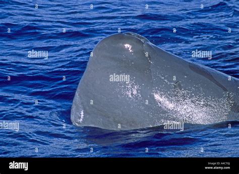 Sperm Whale Physeter Macrocephalus Physeter Catodon Head With Stock