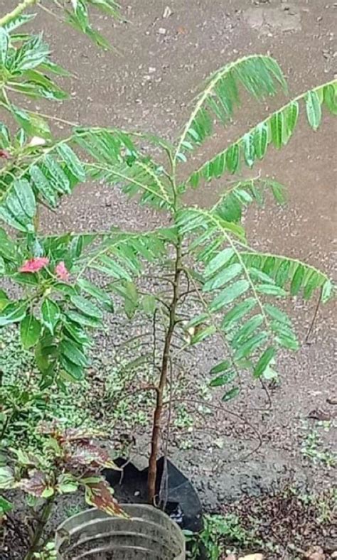 Sinukuan Furniture And Home Living Gardening Plants And Seeds On Carousell