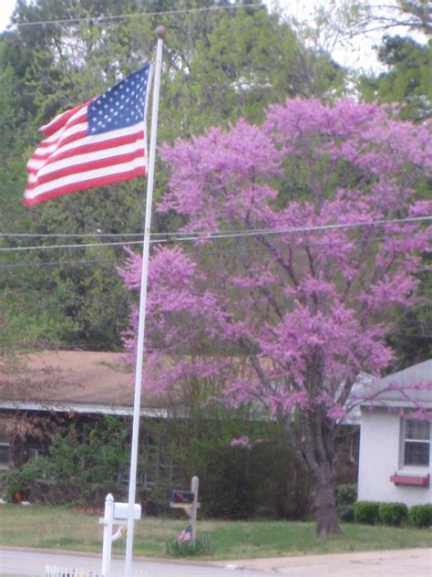 Bird Nest On The Ground Trees Nature S Version Of Lace