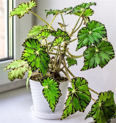 Beautiful Begonia In White Flowerpot On Windowsill Genus Of Perennial
