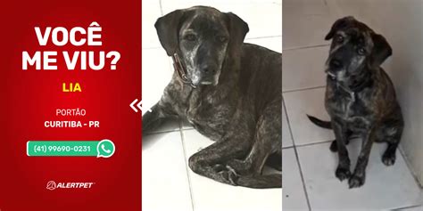 Cachorro Perdido Curitiba PR Lia AlertPet