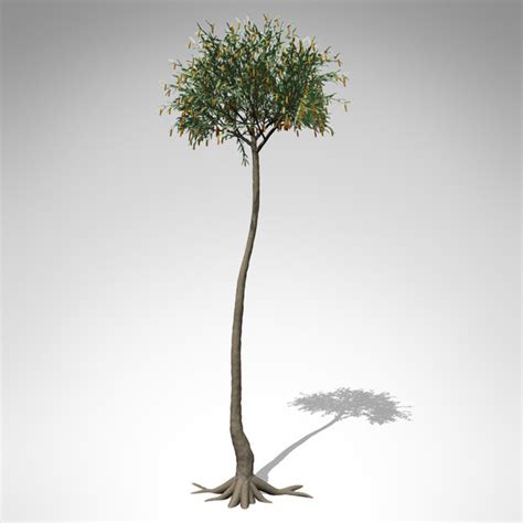 Max Xfrogplants Lepidodendron Plant Tree