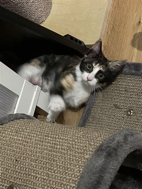My Maine Coon And Norwegian Forest Cat Mix Has Short Hair Right Now