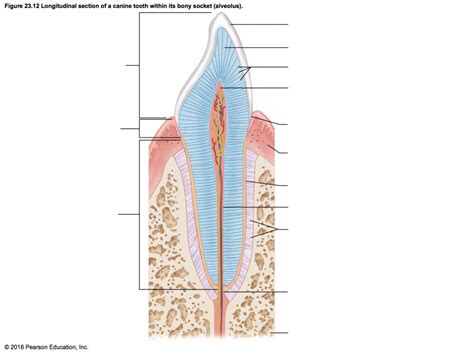 Longitudinal Section Of Tooth In Bony Tooth Socket Diagram Quizlet