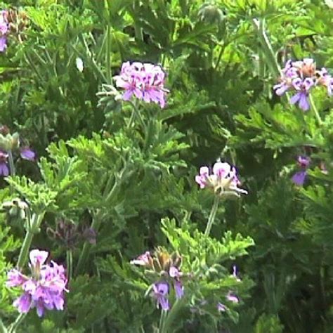 Geranium Organic Essential Oil Oshadhi Essential Oils