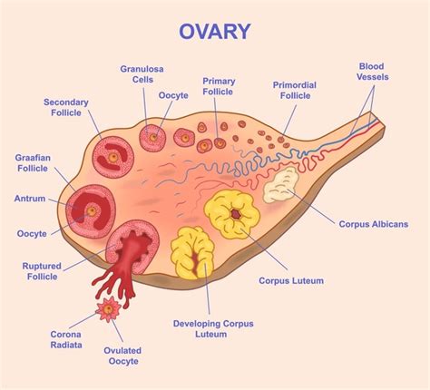 114 Cortex D Ovaire Royalty Free Photos And Stock Images Shutterstock