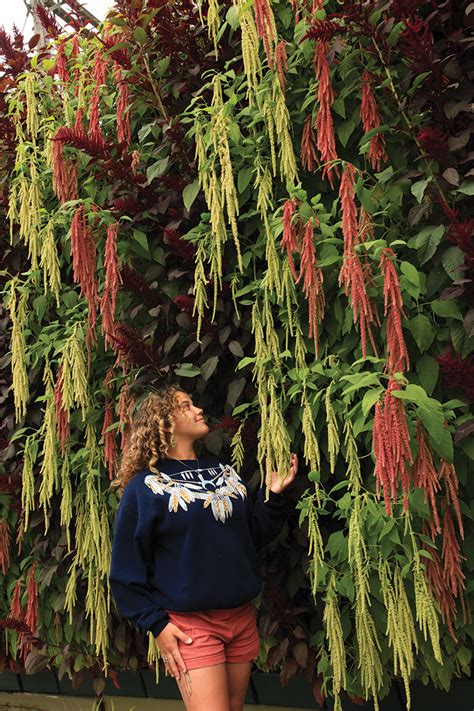 Cascading Amaranthus Livewall Green Wall System