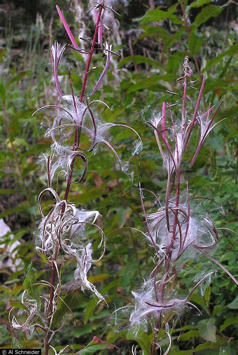 Fireweed