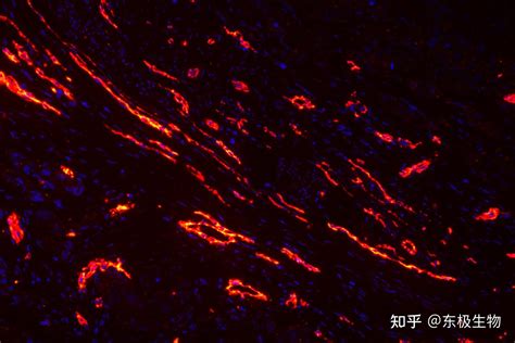 Dapi染色的原理及步骤方法 知乎
