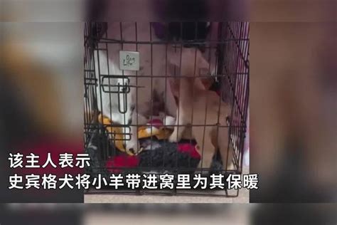 羊妈产下小羊后去世，狗子把小羊当亲生的养，一旁狗崽反应亮了小羊羊妈狗崽