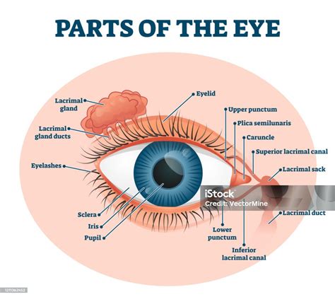 Eyelid Anatomy Diagram