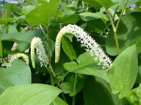 Saururus Cernuus Lizards Tail Artisan Aquatics