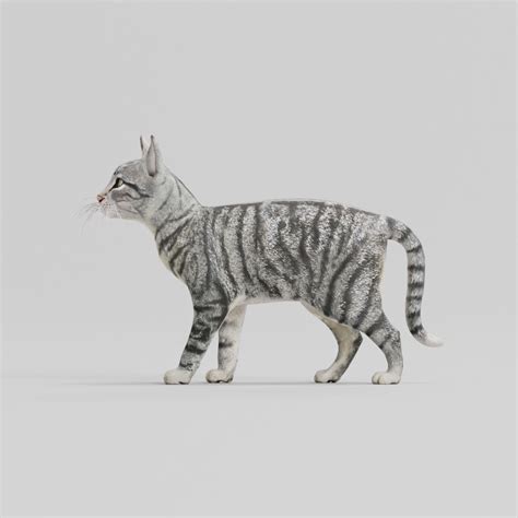 American Shorthair Blender Market