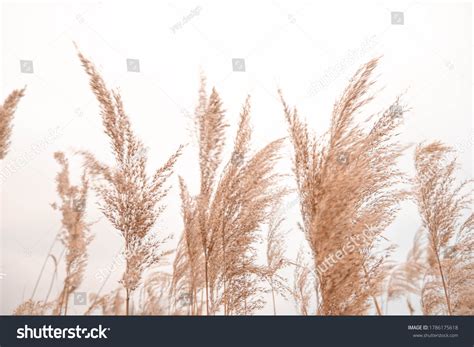 밝은 파스텔 색상의 팜파스 야외 마른 스톡 사진지금 편집 1786175618