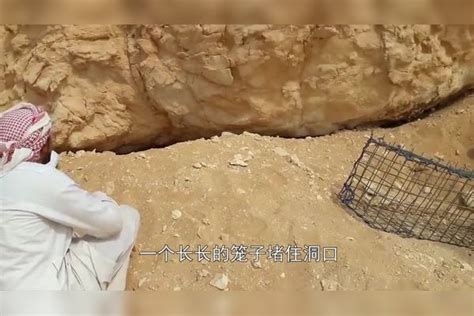 男子在土洞一阵鼓捣抓出一只似狗非狗的家伙这到底是什么 家伙 男子 什么