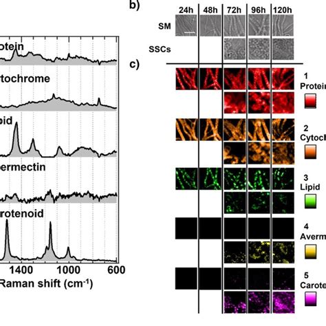 Raman Microspectroscopic Analysis Of Molecular Composition Of Various