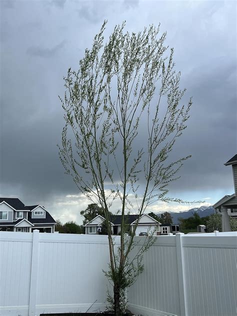 Austree Hybrid Willow Tree Plants For Growing Fast India Ubuy