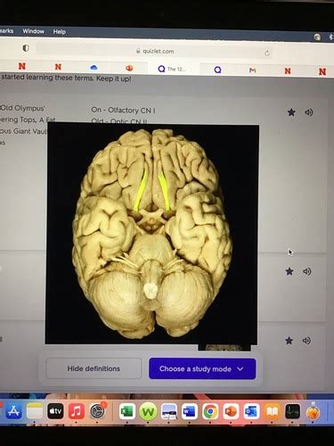Cranial Nerves Flashcards Quizlet