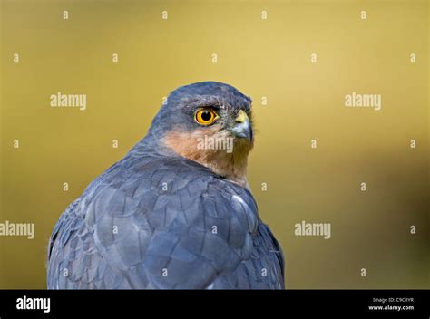 Male Sparrowhawks Hi Res Stock Photography And Images Alamy