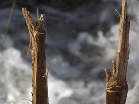 Kostenlose Foto Baum Natur Ast Schnee Winter Holz Sonnenlicht