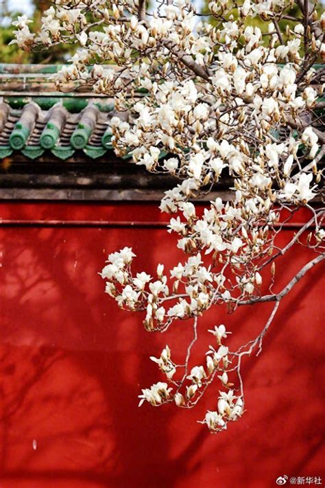 当花花遇见春天 新华社 春花 植物园