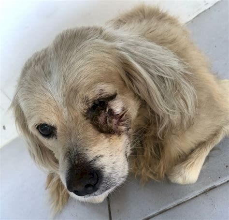 Animais abandonados reforçam as ações do Núcleo de Bem Estar Animal em Criciúma Jornal Dos
