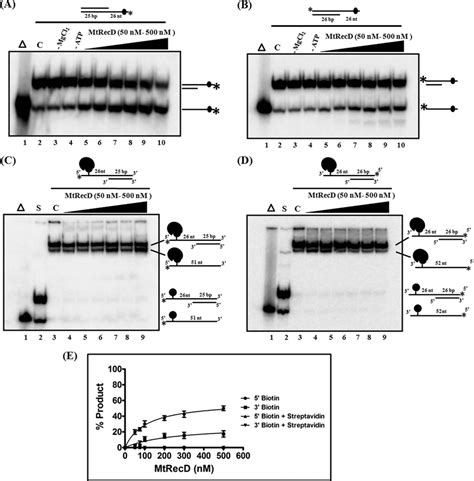 Mtrecd Possesses Bipolar Dna Unwinding Activity A And B Gel Images